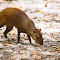 Agouti or Guatusa | Project Noah