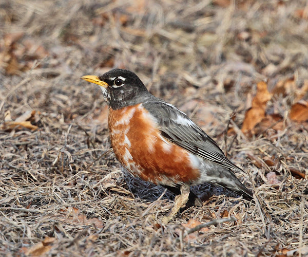 American Robin (leucistic) | Project Noah