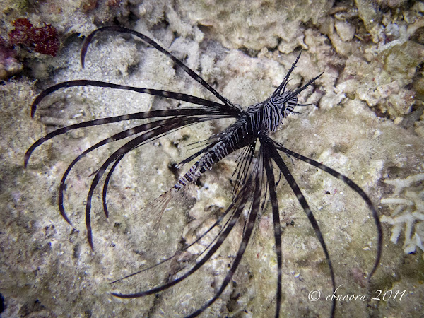 Black Lionfish | Project Noah