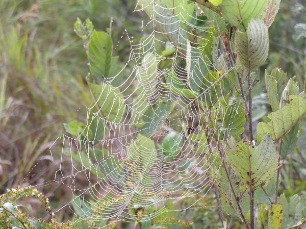 Dewy Spider Web | Project Noah