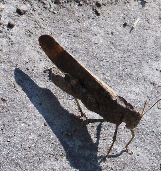 Carolina Locust | Project Noah