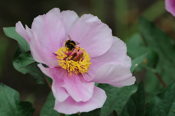 buff-tailed bumblebee | Project Noah