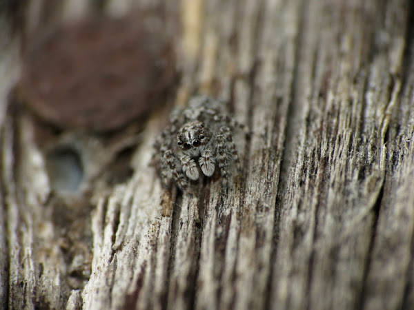 Bark Jumping Spider | Project Noah