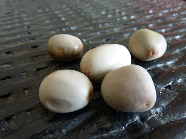 Fever Nut/Gray Nicker | Project Noah