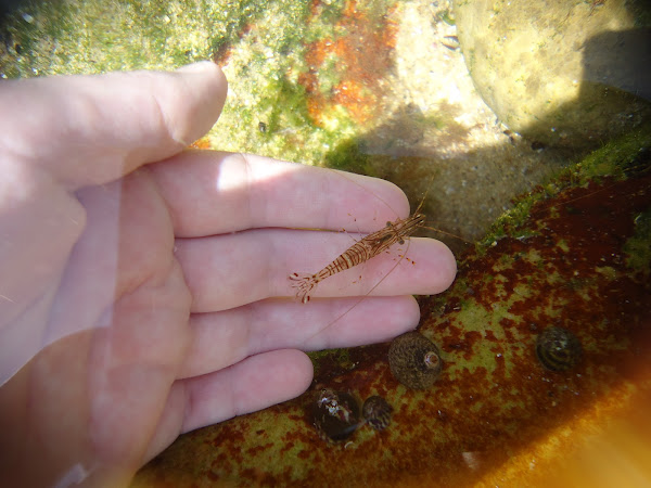 Common prawn | Project Noah