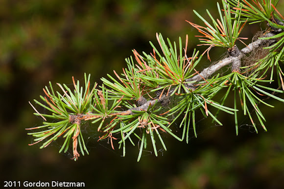 Western Larch | Project Noah