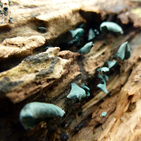 Blue-stain Fungus | Project Noah