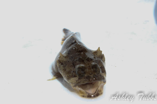 Gulf Toadfish | Project Noah