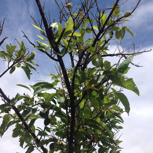 Lonomea | Project Noah