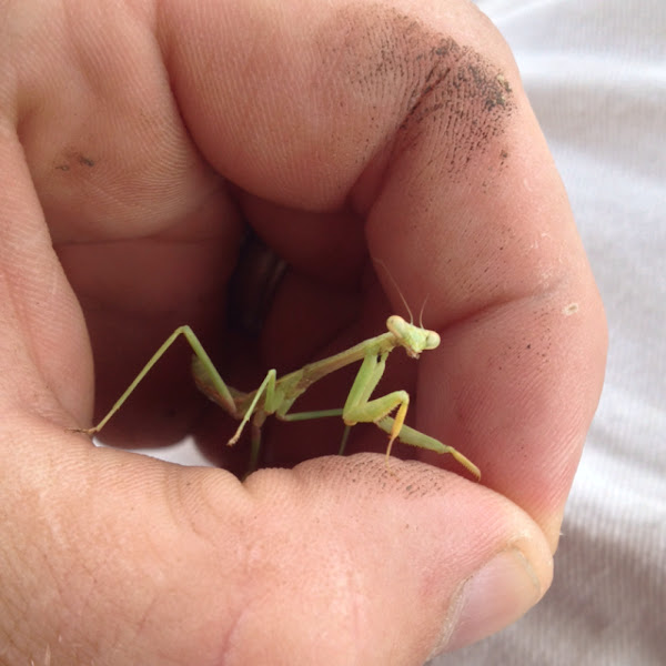 Carolina Mantis nymph | Project Noah