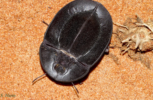 Pie-dish Beetle | Project Noah