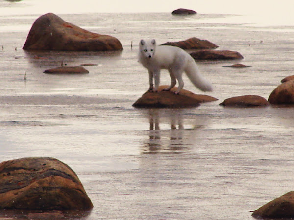 Arctic fox | Project Noah