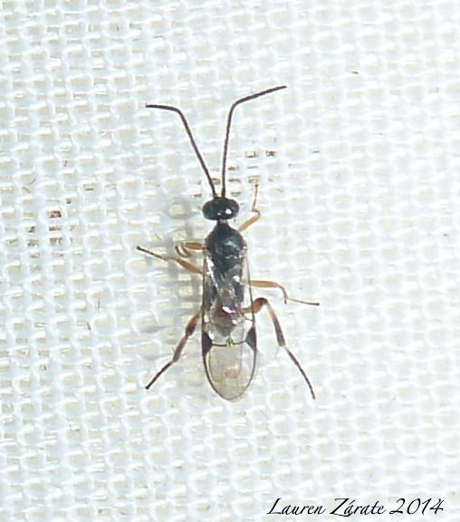 Braconid Micro Wasp | Project Noah