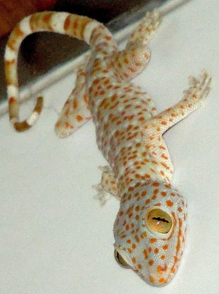 Tokay gecko | Project Noah