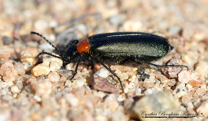 Blister Beetle | Project Noah