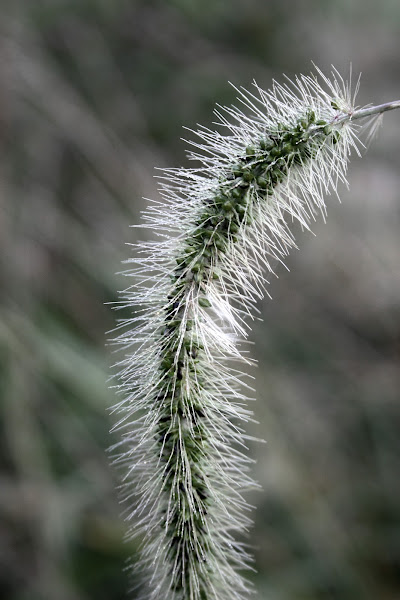 Giant Foxtail | Project Noah