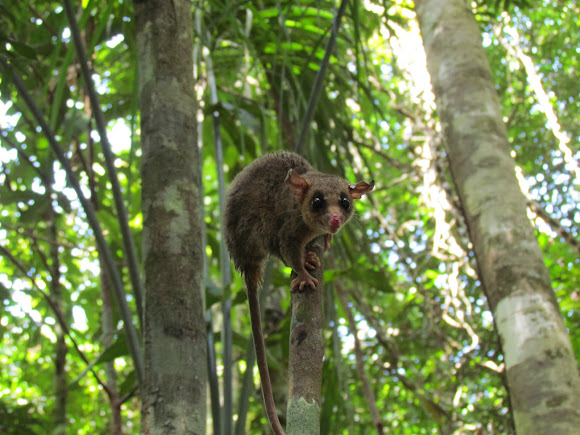 Long-furred woolly mouse opossum | Project Noah