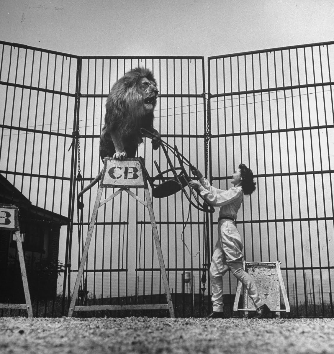 Female Lion Tamer - John Phillips — Google Arts & Culture