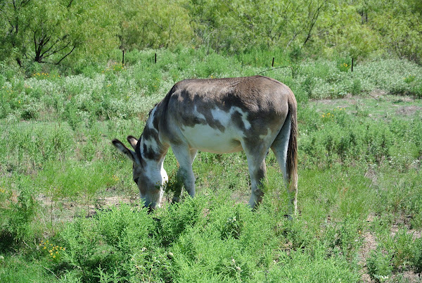 Donkey | Project Noah