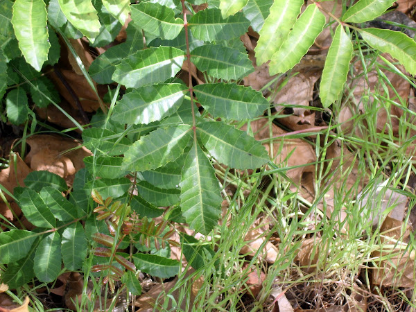 Staghorn Sumac | Project Noah