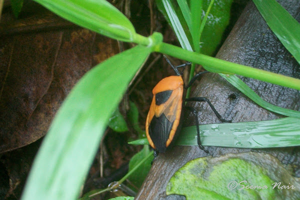 Milkweed bug | Project Noah