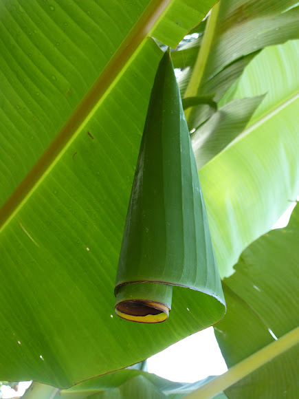 Banana Skipper caterpillar | Project Noah