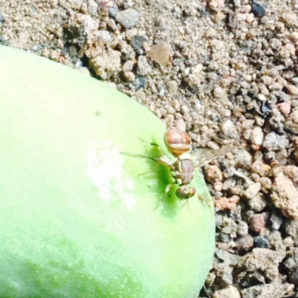 Guava fruit fly | Project Noah