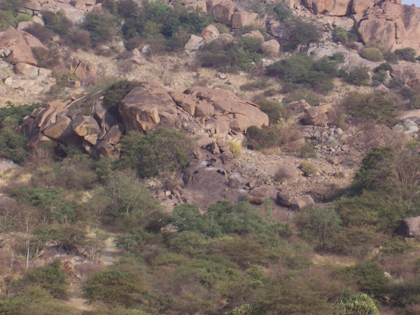 Sloth Bear | Project Noah