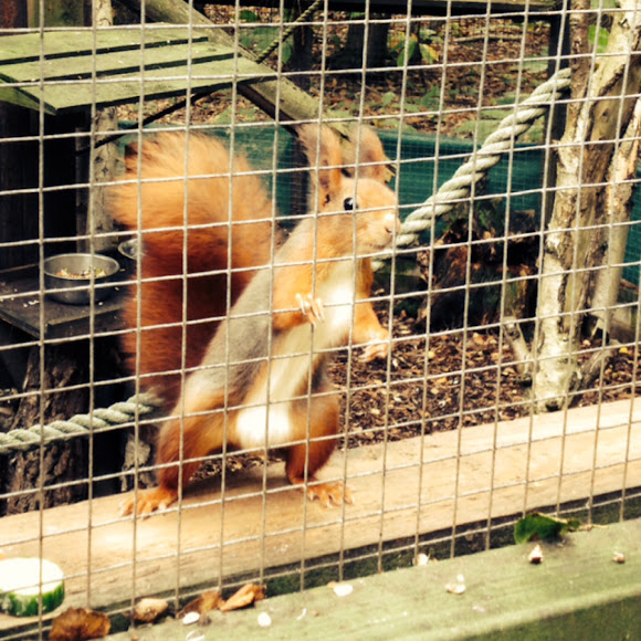 Red Squirrel | Project Noah