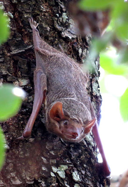 Mauritian Tomb Bat | Project Noah