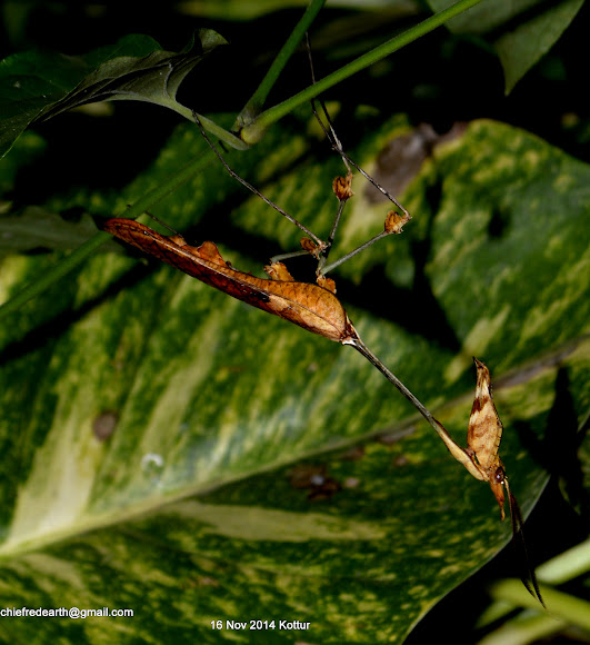 Wandering Violin Mantis | Project Noah