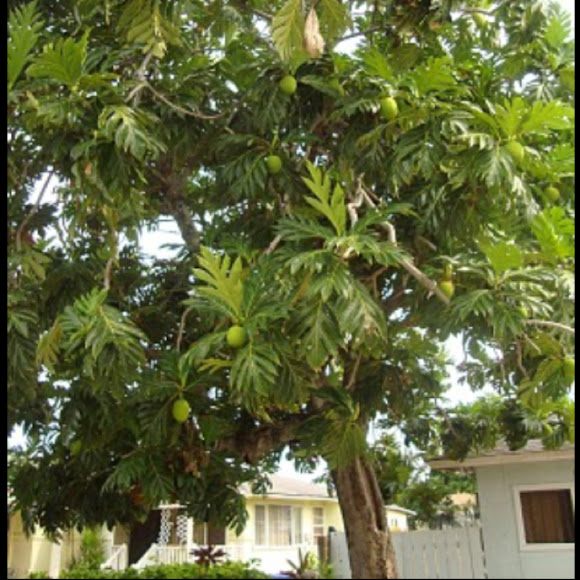 Ulu breadfruit tree | Project Noah