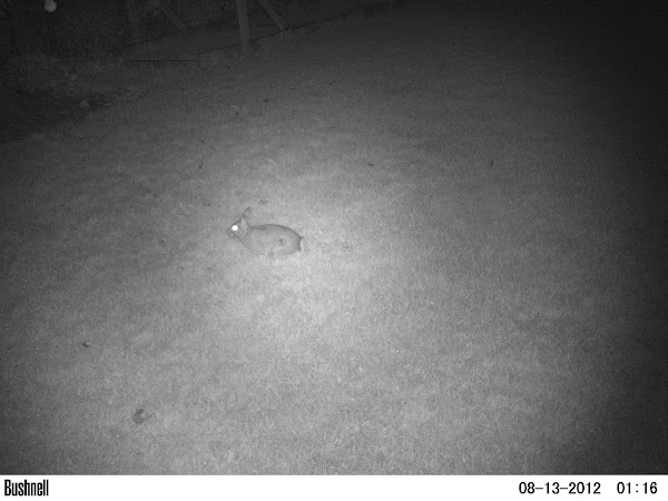 rabbit | Project Noah