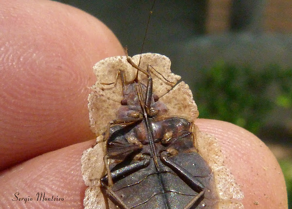 Bark bug | Project Noah