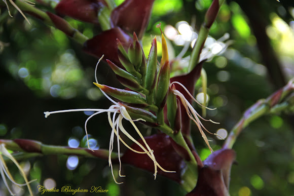 Imperial Bromeliad | Project Noah