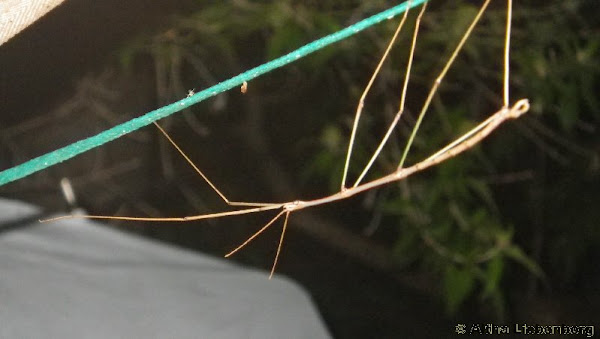 Gaint Stick Insect | Project Noah