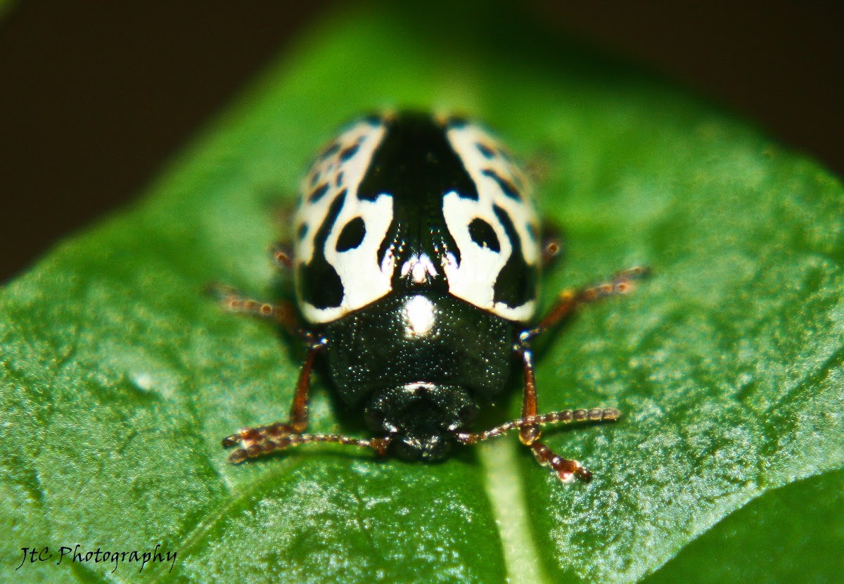Calligraphy Beetle | Project Noah