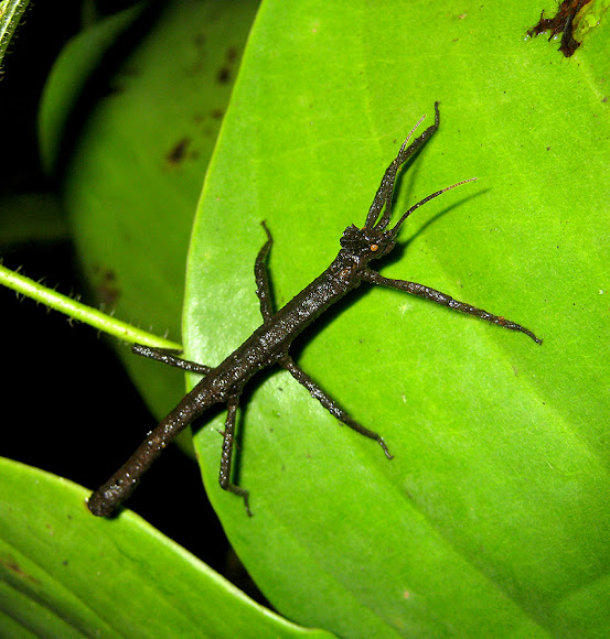 Crested Stick Insect | Project Noah