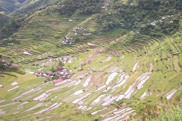 Batad Rice Terraces | Project Noah