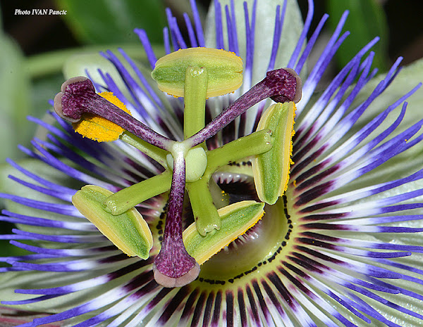 Blue Passion Flower | Project Noah