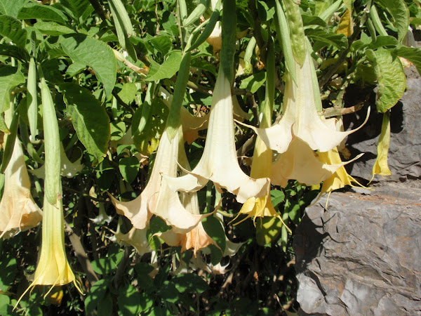 Angel's Trumpet | Project Noah