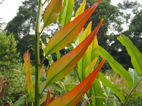 Golden leather fern / coarse swamp fern | Project Noah