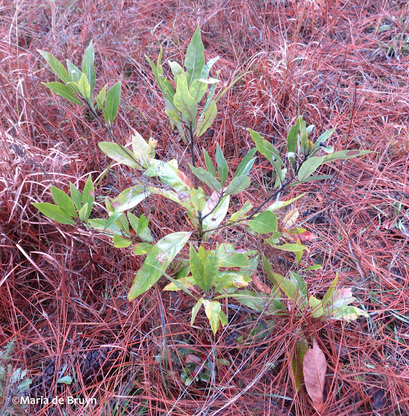 Bay laurel | Project Noah