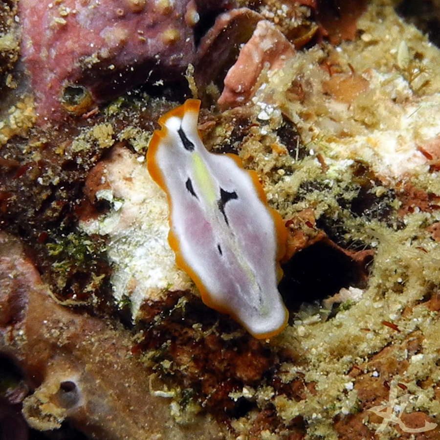 Script Flatworm | Project Noah