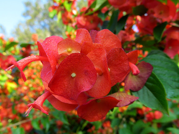 Chinese Hat Plant | Project Noah