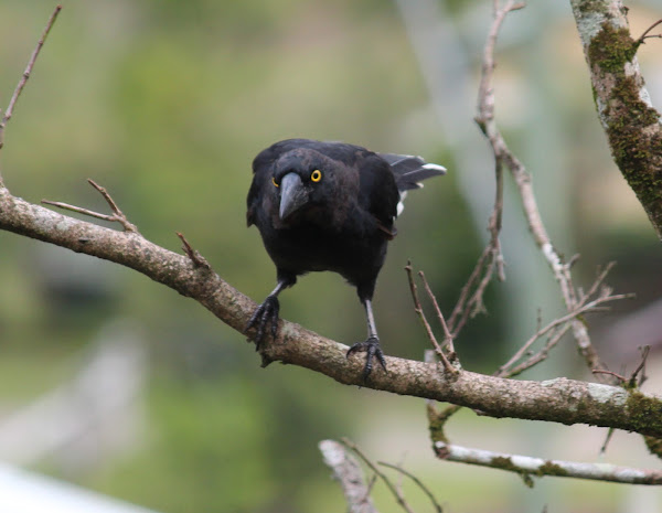 Pied Currawong | Project Noah