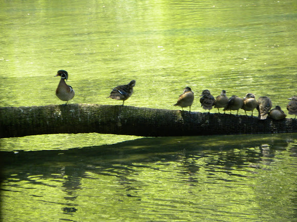 Wood Duck | Project Noah