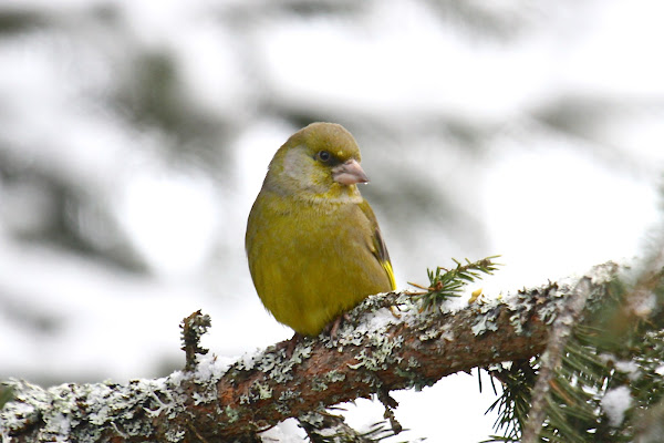 European Greenfinch | Project Noah