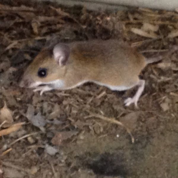 Deer Mouse | Project Noah