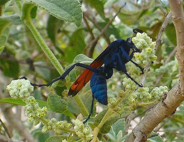 Giant Tarantula Hawk Wasp | Project Noah